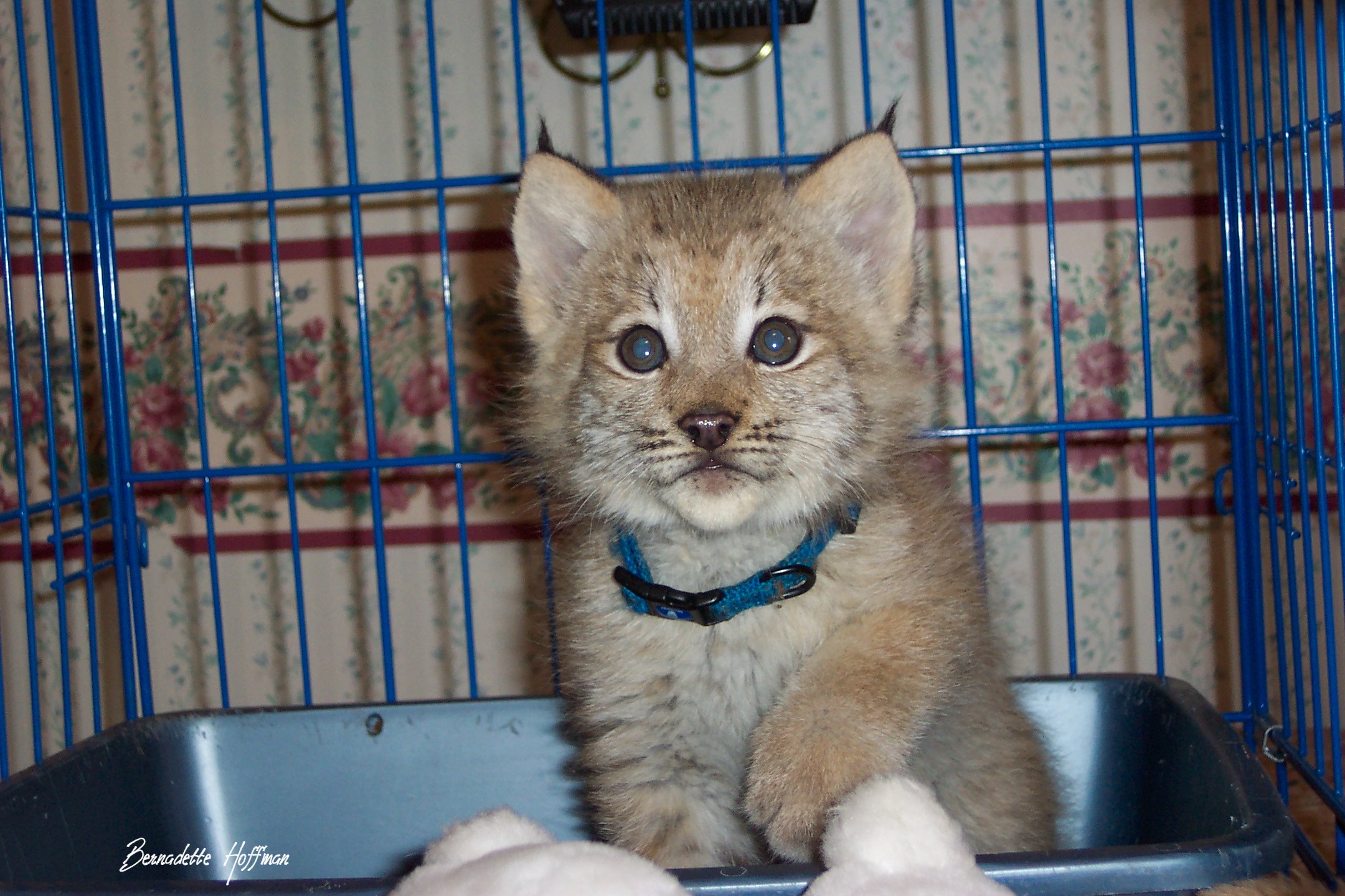 Max – Max Canada Lynx