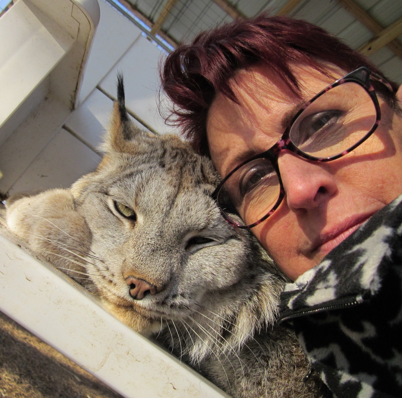Pet Canadian Lynx Assiniboine Park Zoo | Canadian Lynx Bijou Is