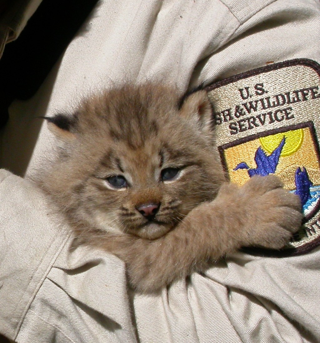 The Canada Lynx – Max Canada Lynx