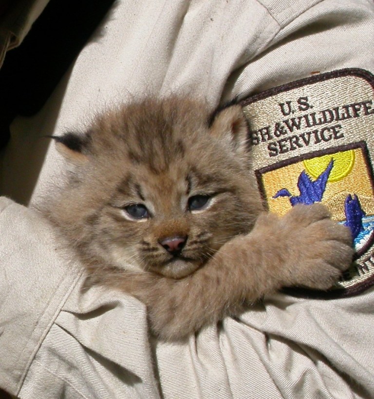 The Canada Lynx – Max Canada Lynx
