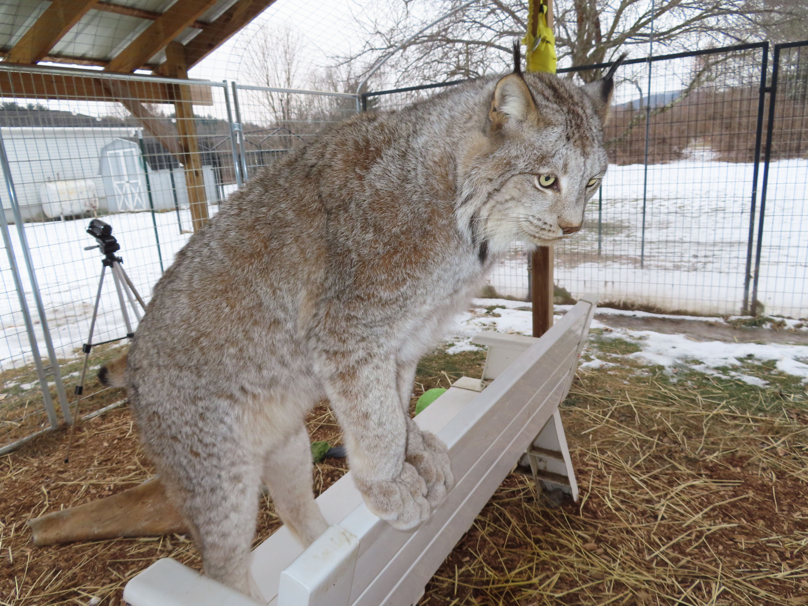 2022 – Max Canada Lynx