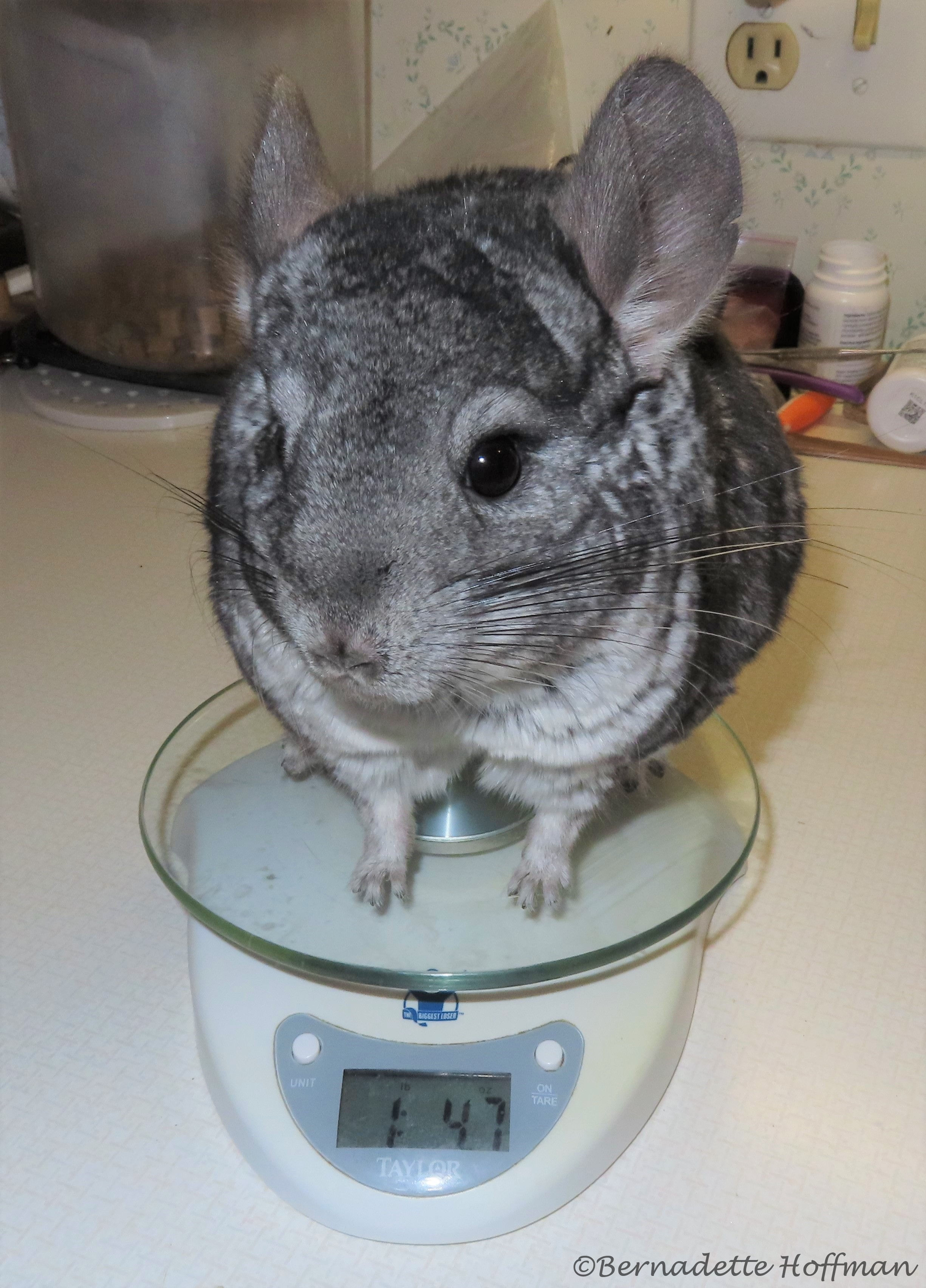 Ruby Chin 5-14-23(Copy) – Max Canada Lynx