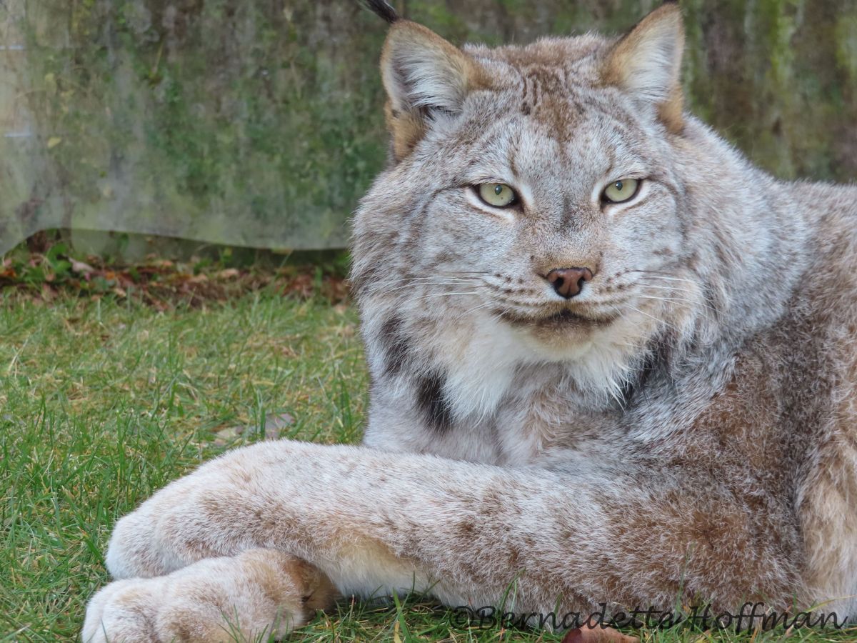 2023 the End – Max Canada Lynx