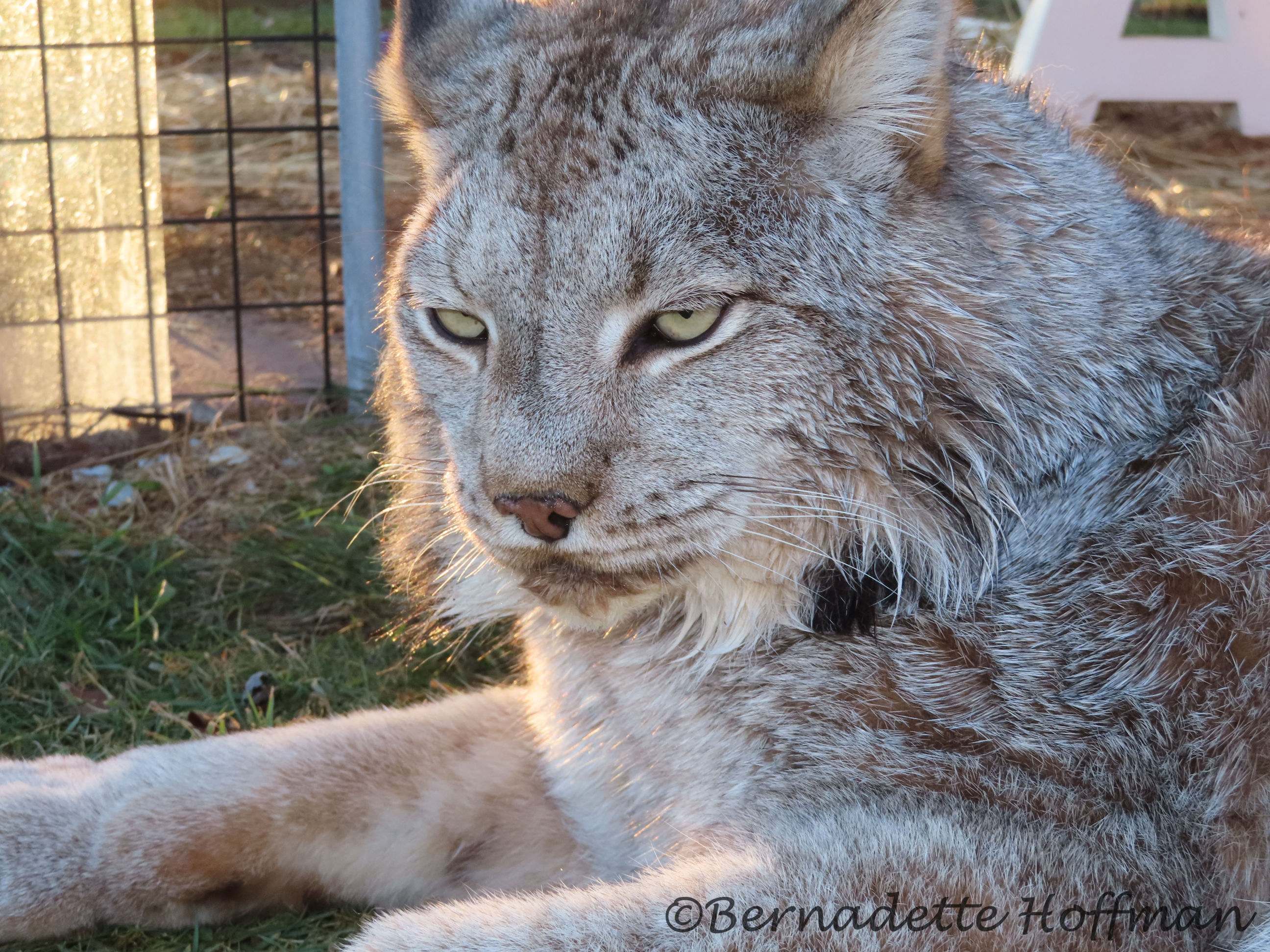 Day 1, 2024 – Max Canada Lynx